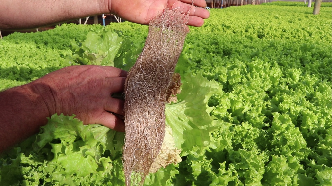 Hidroponia muda vida de produtores de hortaliça - Sou Agro Hidroponia muda vida de produtores de hortaliça - Sou Agro