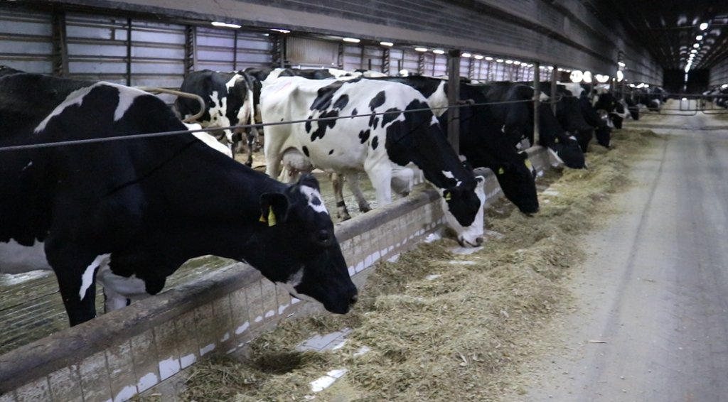 Produção de leite aumenta no frio, saiba o motivo