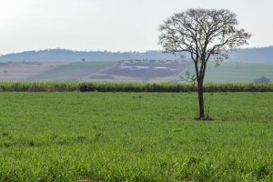 Deral apresenta preços de terras de 2025